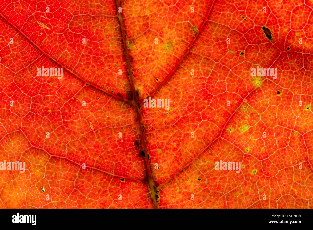 Red Norway maple leaf, Acer platanoides, partial view Stock Photo - Alamy