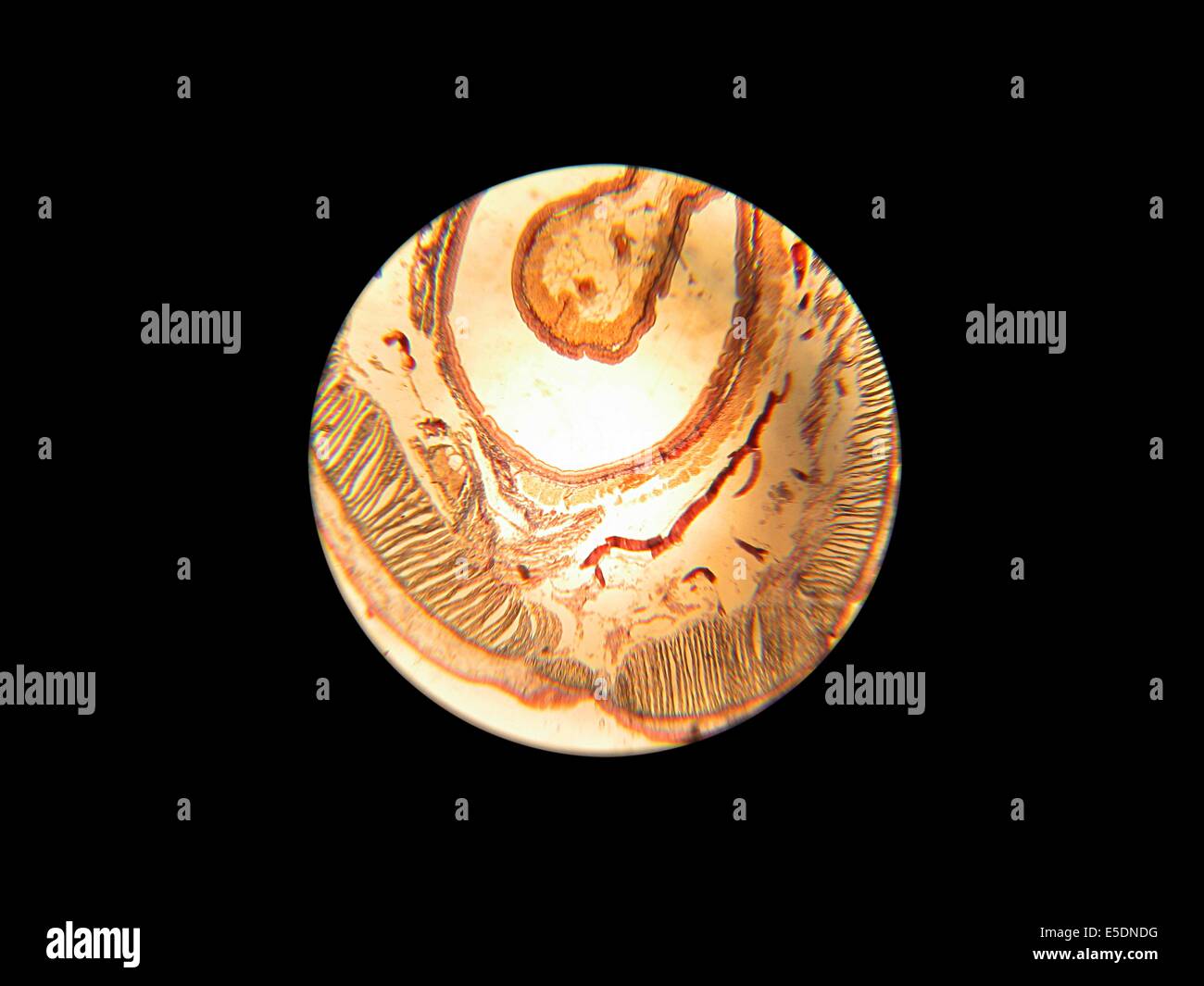 Interphase hi-res stock photography and images - Alamy