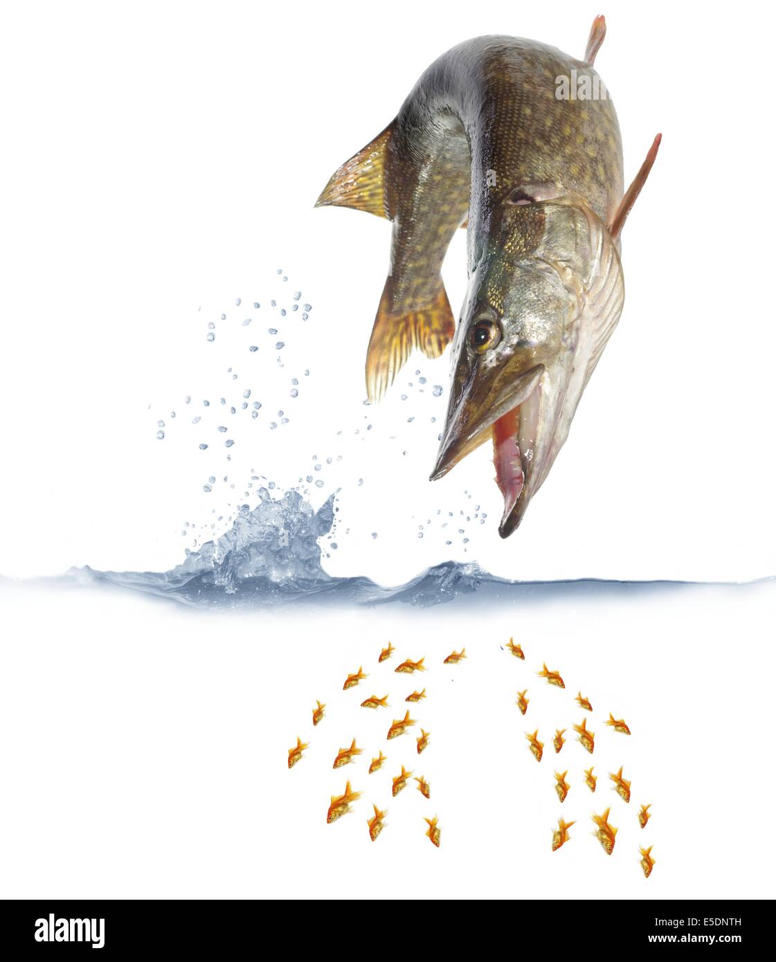 long pike on white background Stock Photo - Alamy