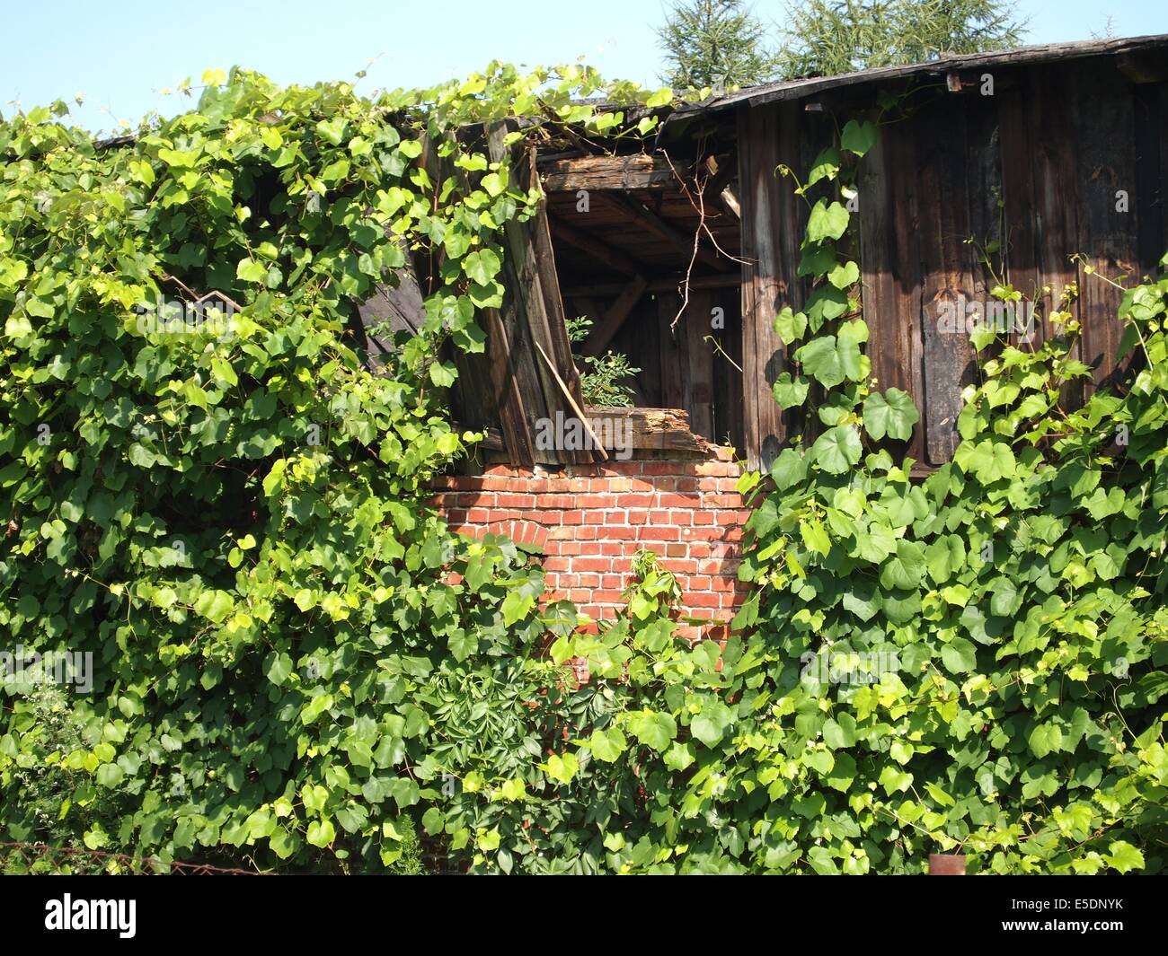 Vine covered building hi-res stock photography and images - Alamy