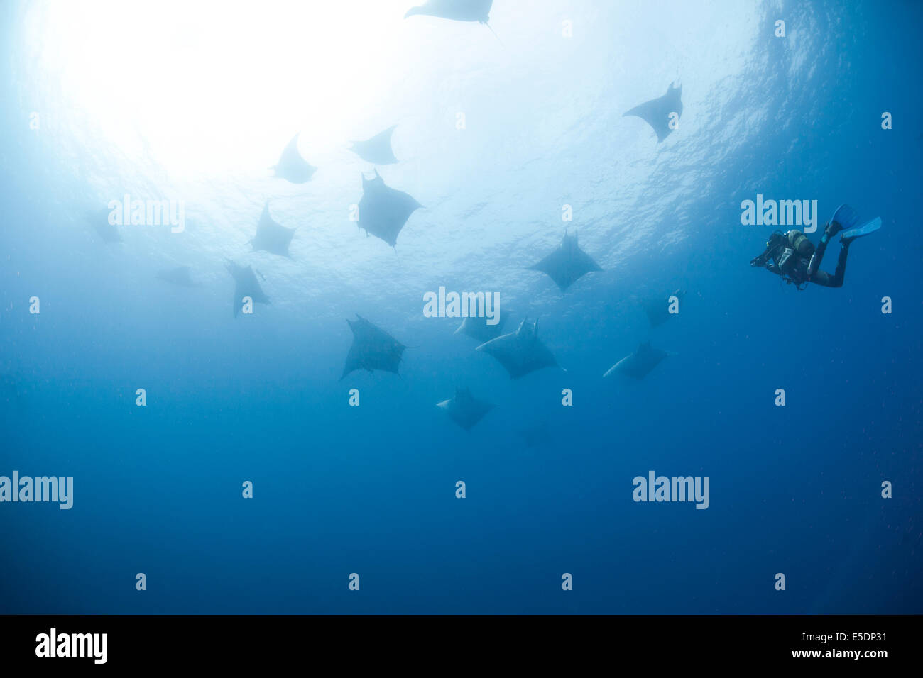 Portugal, Azores, Santa Maria, Atlantic Ocean, diver and Mobula rays ...