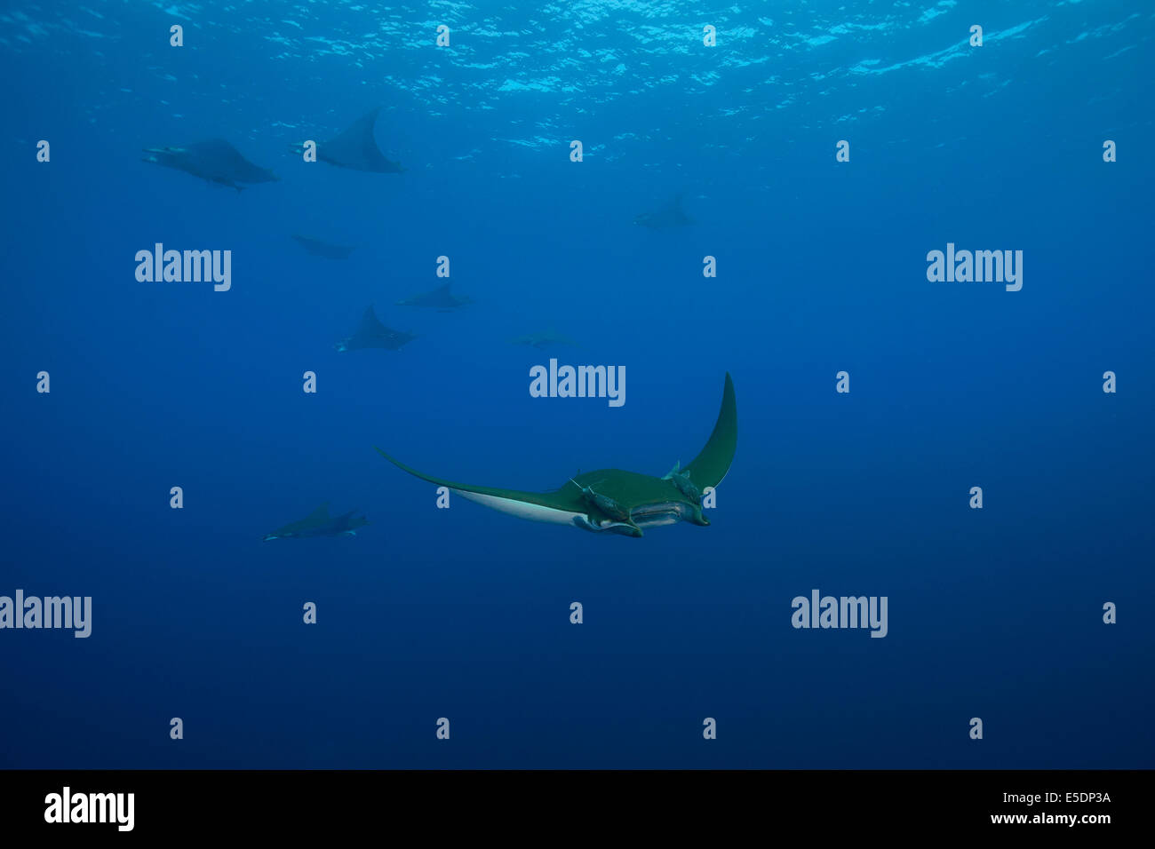 Portugal, Azores, Santa Maria, Atlantic Ocean, Mobula rays Stock Photo ...