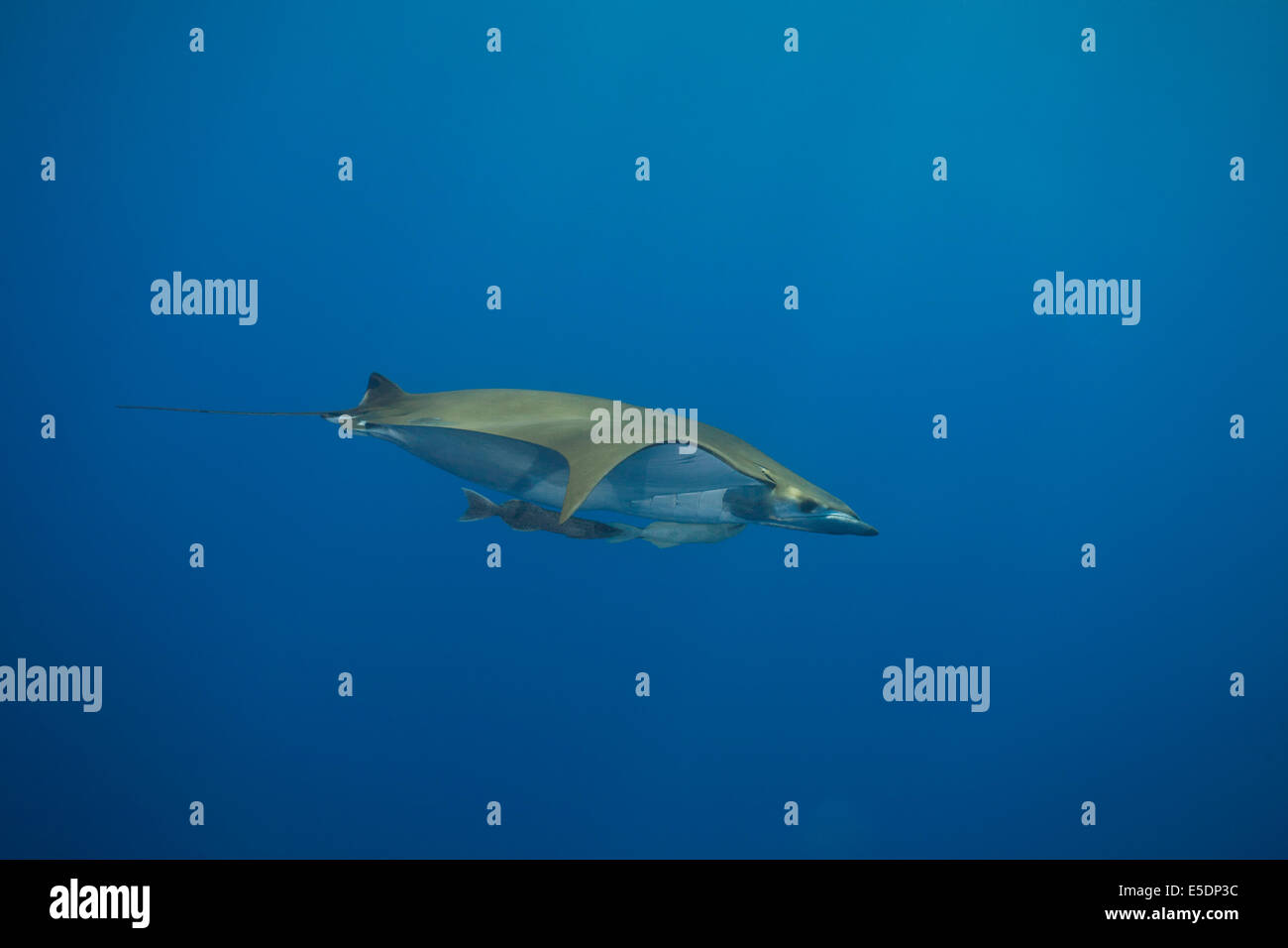 Portugal, Azores, Santa Maria, Atlantic Ocean, Mobula ray Stock Photo ...