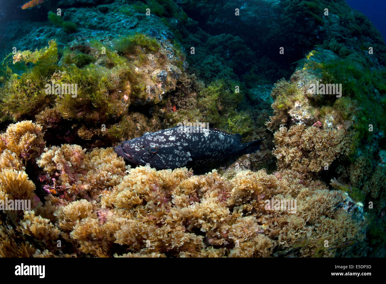 Portugal, Azores, Santa Maria, Atlantic Ocean, Dusky Grouper Stock ...
