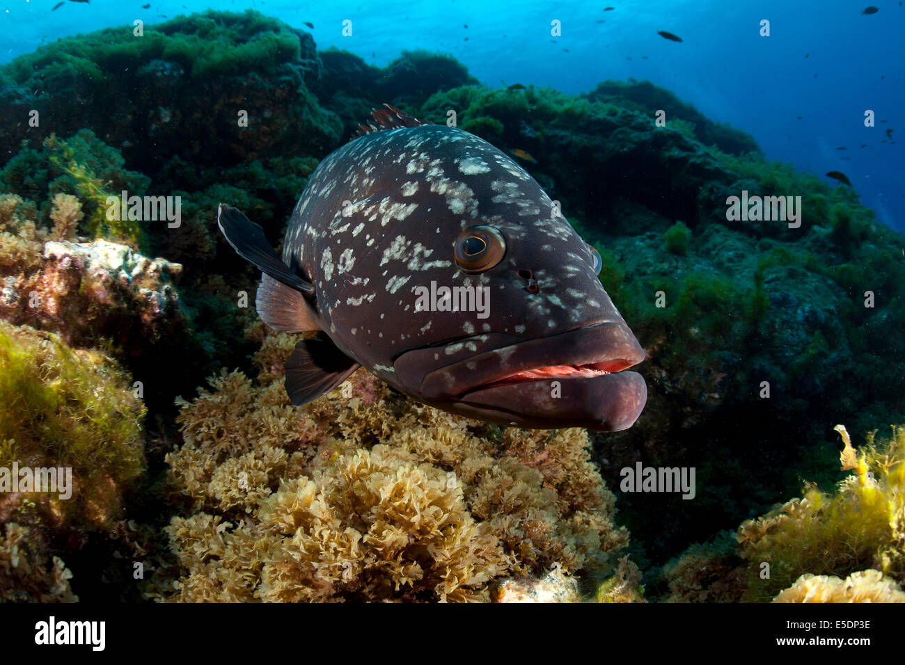 Portugal, Azores, Santa Maria, Atlantic Ocean, Dusky Grouper Stock ...