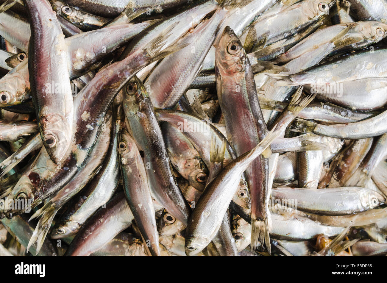 Sprat hi-res stock photography and images - Alamy