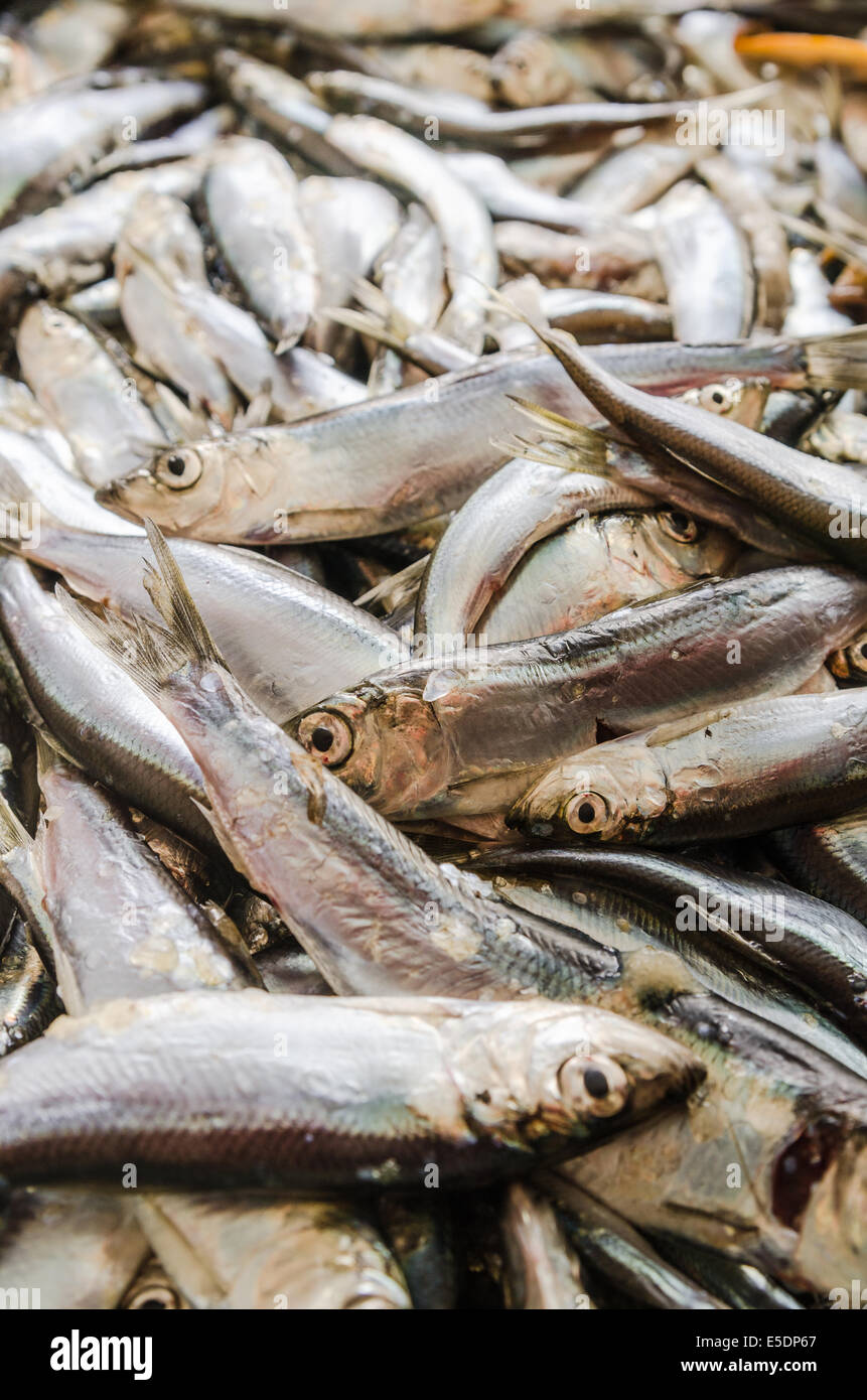 Sprat hi-res stock photography and images - Alamy