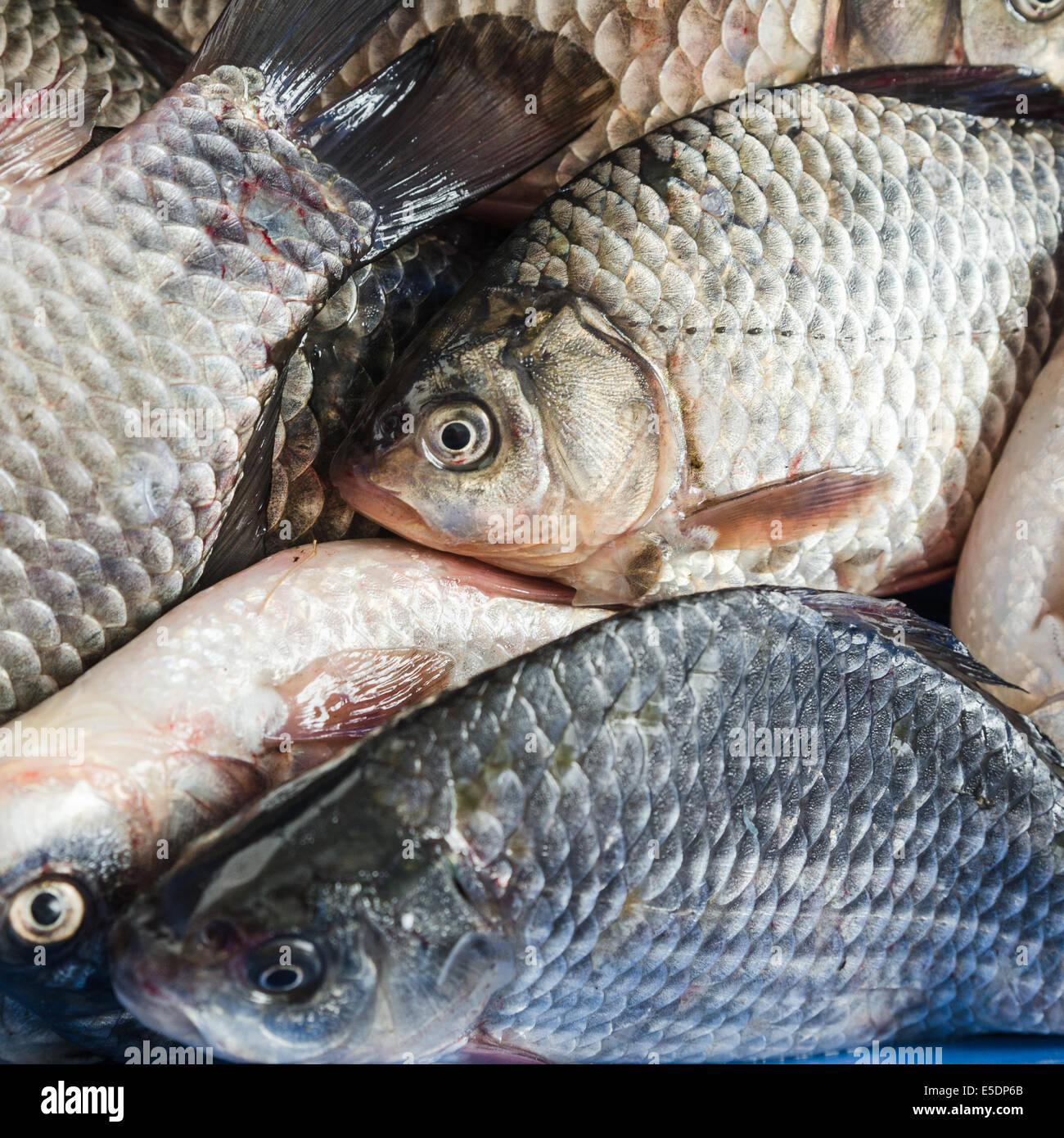 Small fry a close up Stock Photo - Alamy