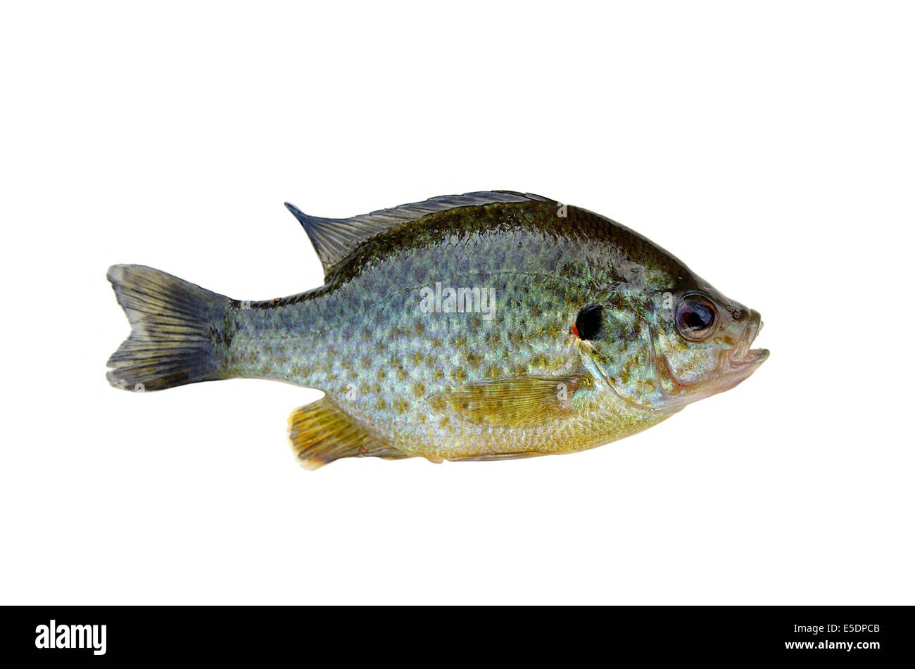 fish bass on white background Stock Photo - Alamy