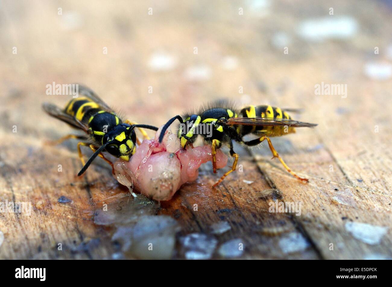 voracious wasps on remainders of food Stock Photo - Alamy