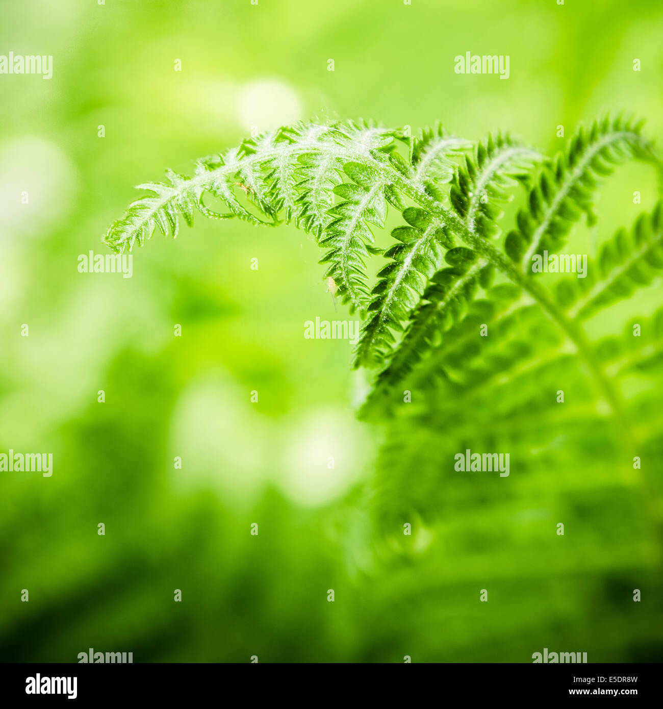 Grass fern fern fern fern hi-res stock photography and images - Alamy