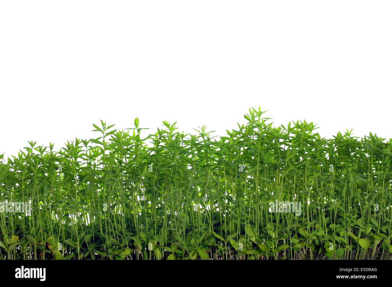 background with growing green flax Stock Photo - Alamy