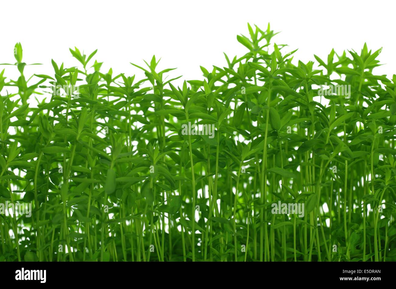 Flax growing hi-res stock photography and images - Alamy