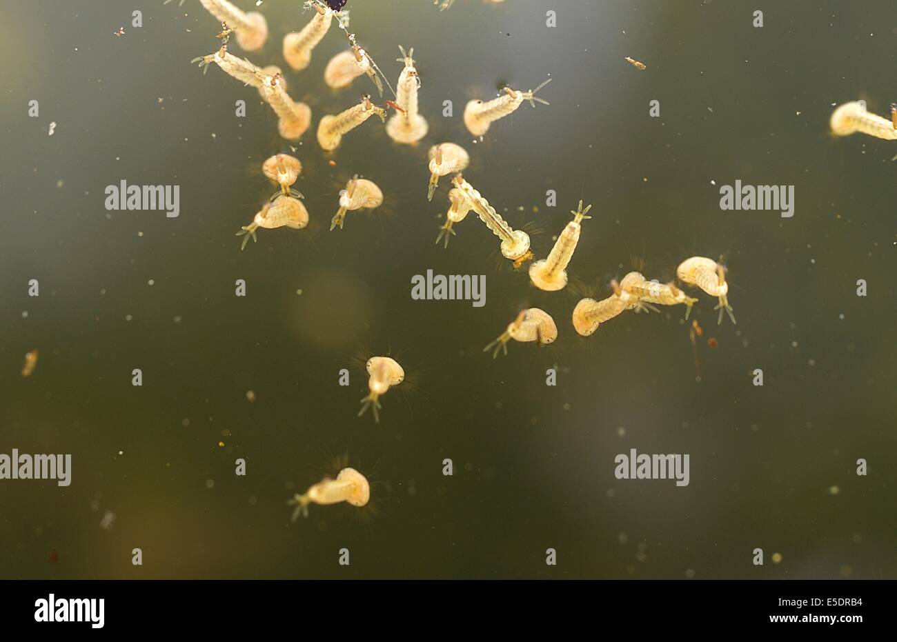 Parasitology hi-res stock photography and images - Alamy