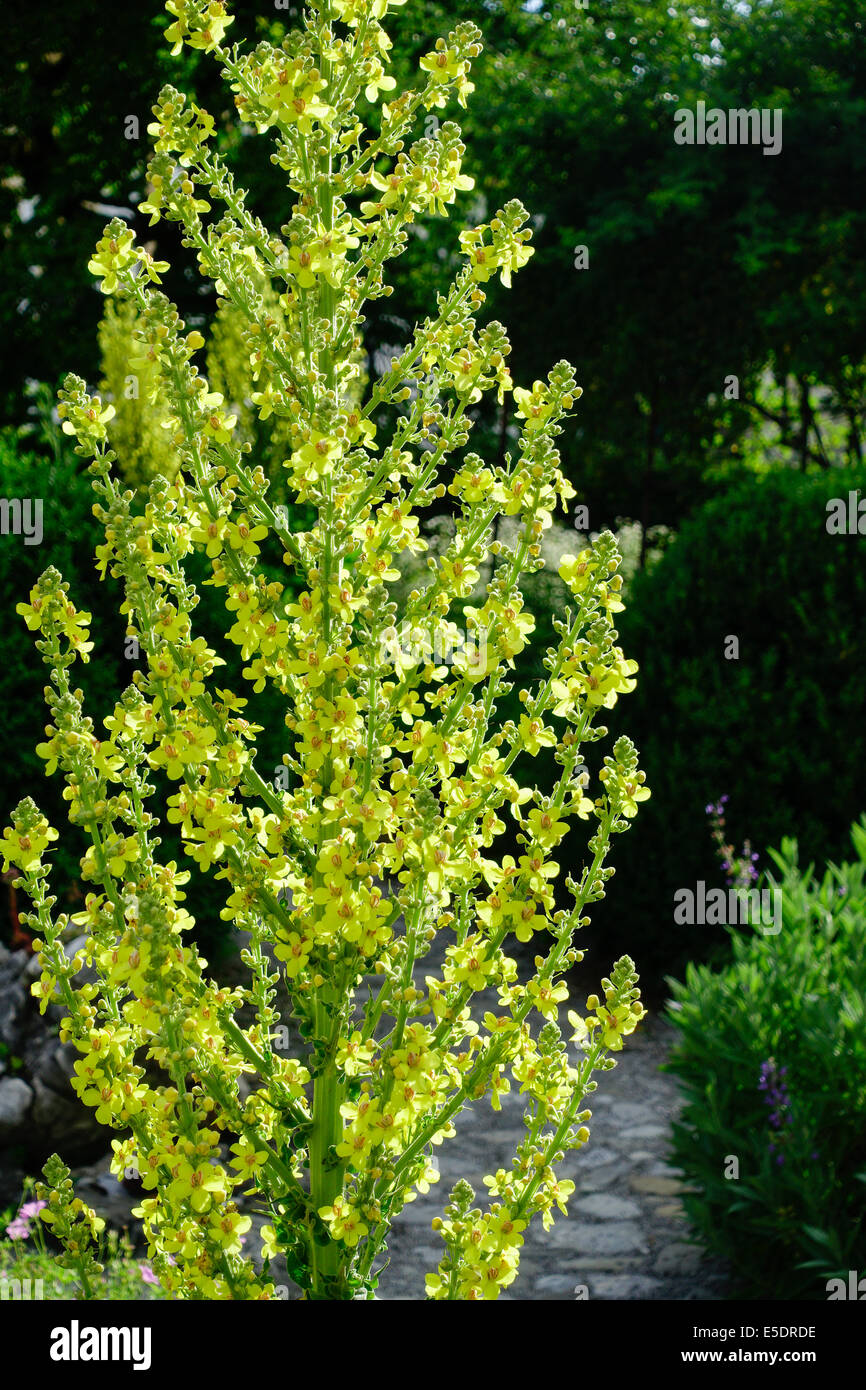 Mullein plant hi-res stock photography and images - Alamy