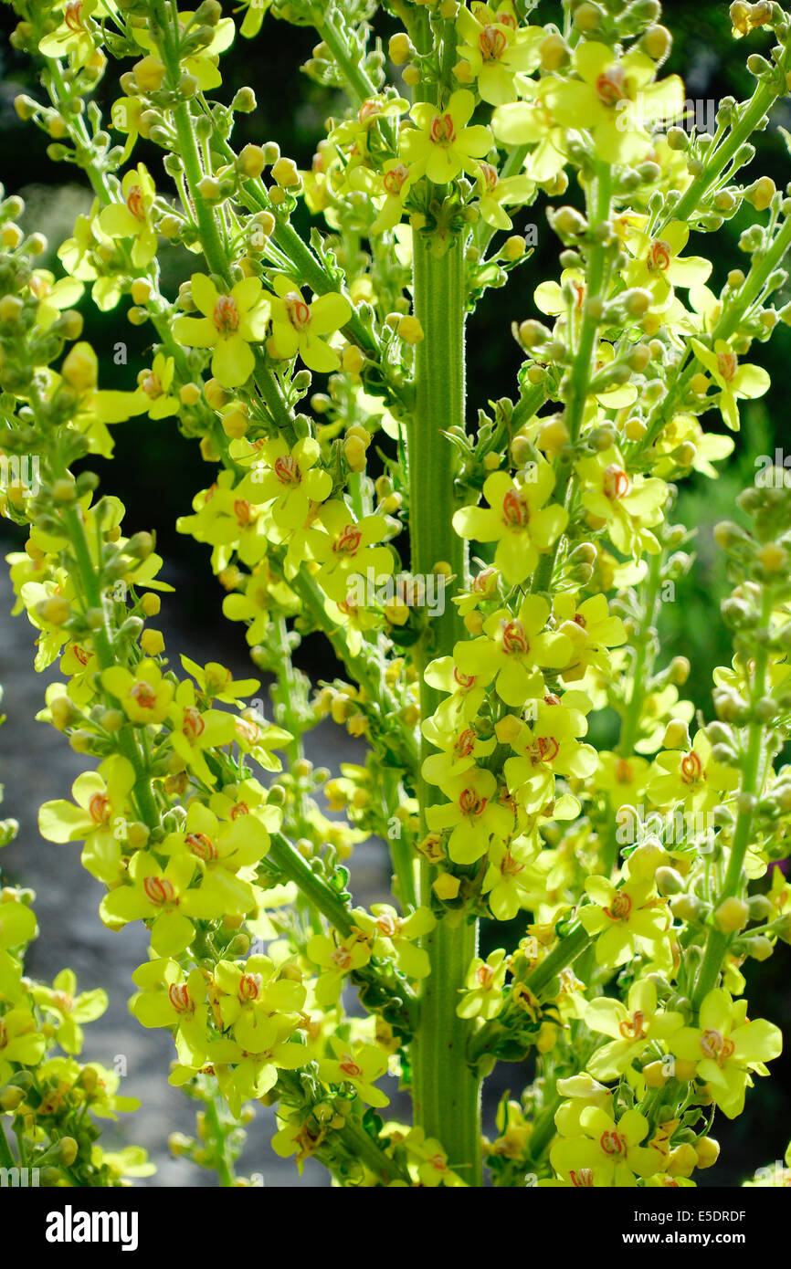 Mullein plant hi-res stock photography and images - Alamy