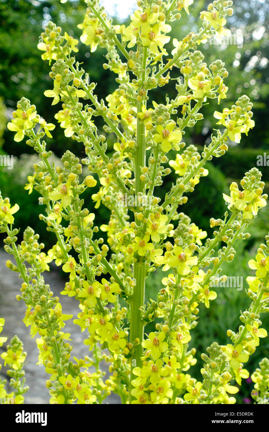 Great or Common Mullein (Verbascum thapsus Stock Photo - Alamy