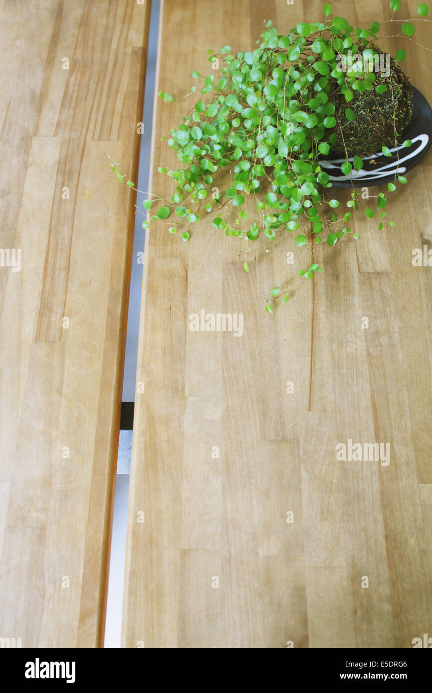 Plant and table Stock Photo - Alamy