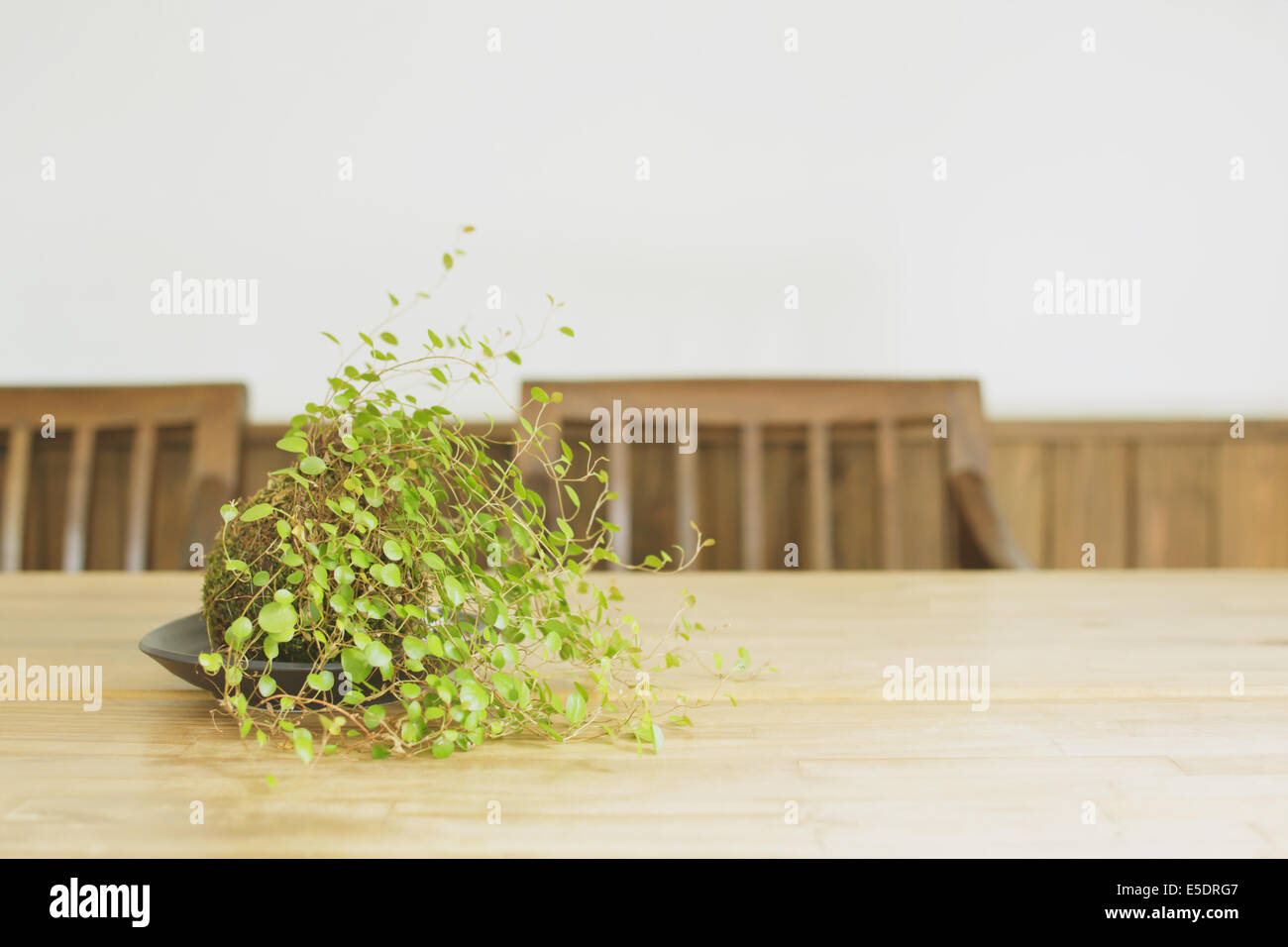 Plant and table Stock Photo - Alamy