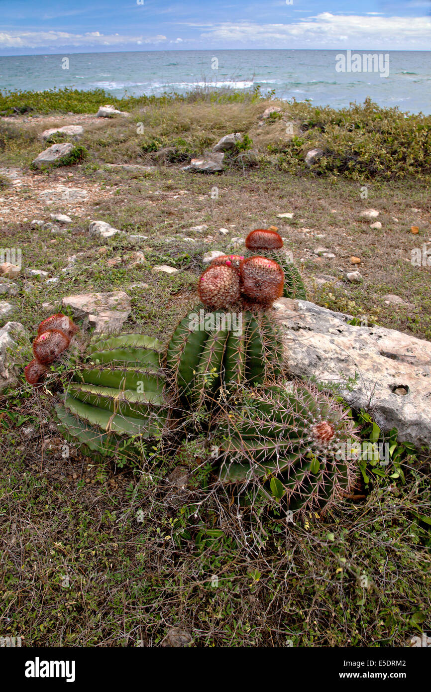 Squat melon cactus showing a fleshy globose stem and spiny longitudinal ...