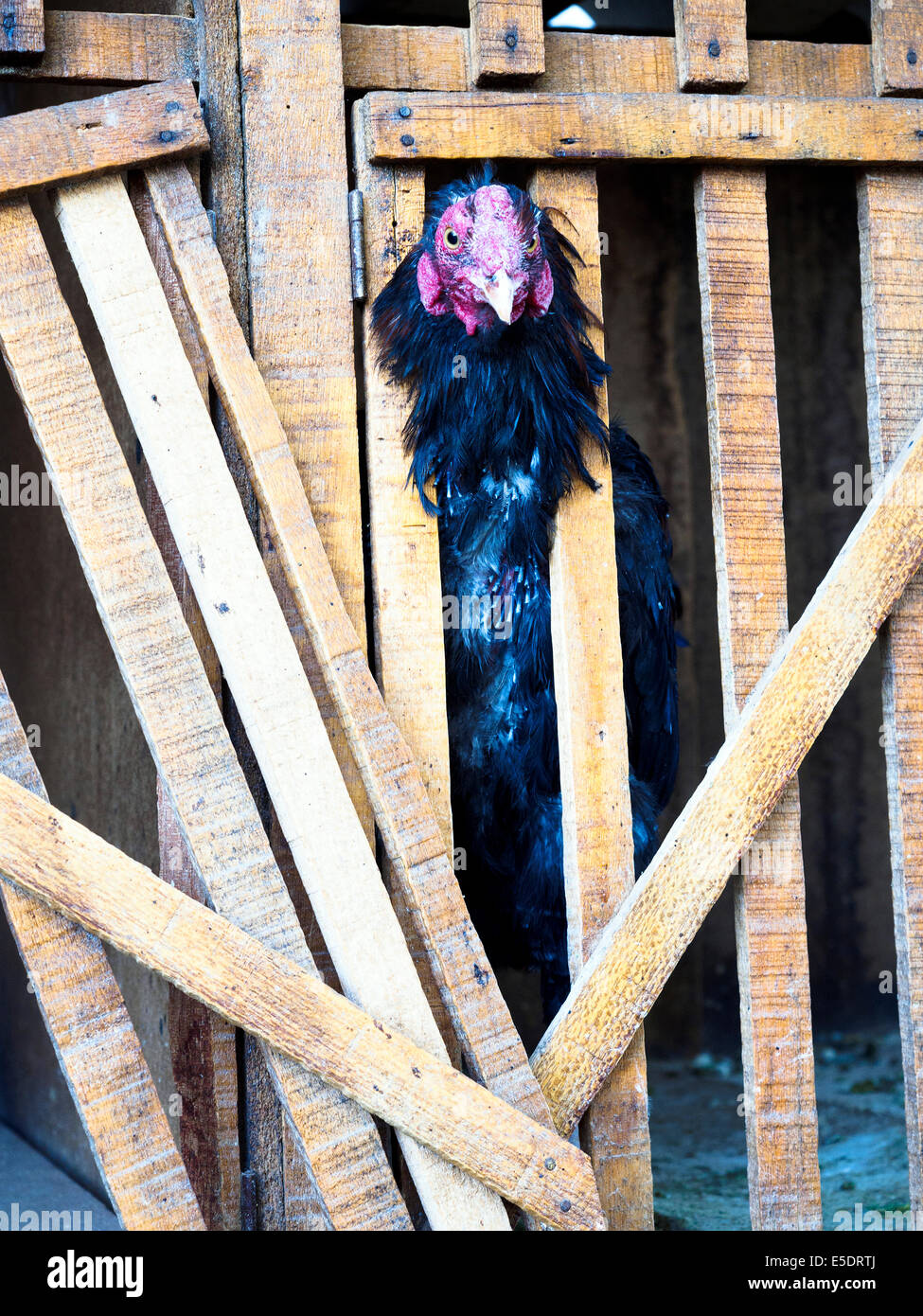 Rooster in a cage at the Sabandia windmill - Arequipa, Peru Stock Photo ...