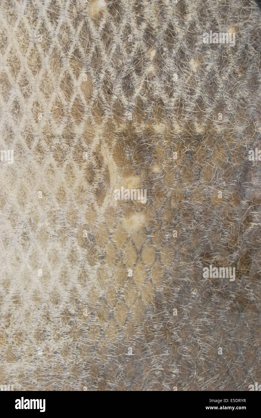 Diamond pattern texture hi-res stock photography and images - Alamy