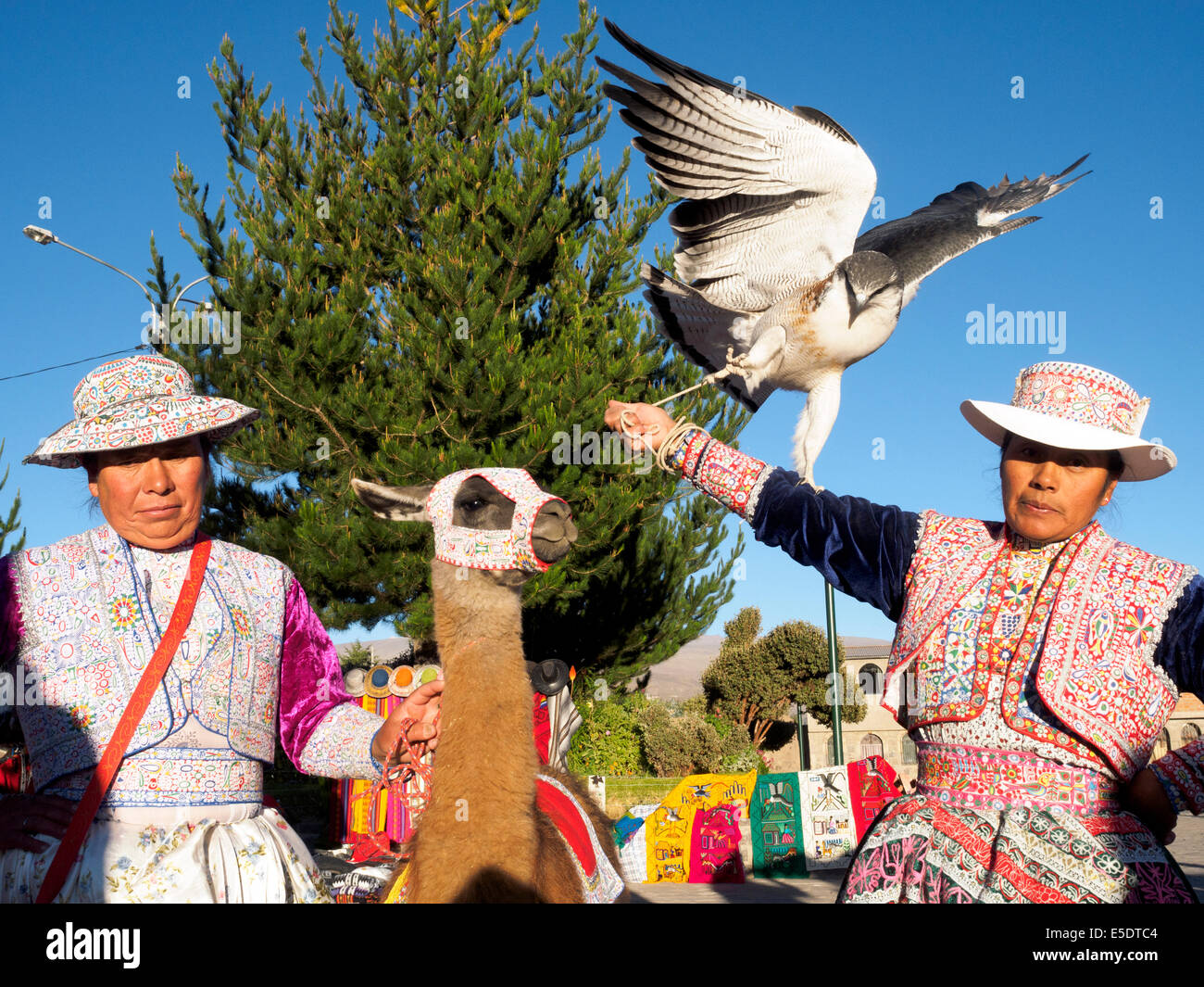 Women in traditional clothes with an eagle and a llama - Yanque, Peru ...