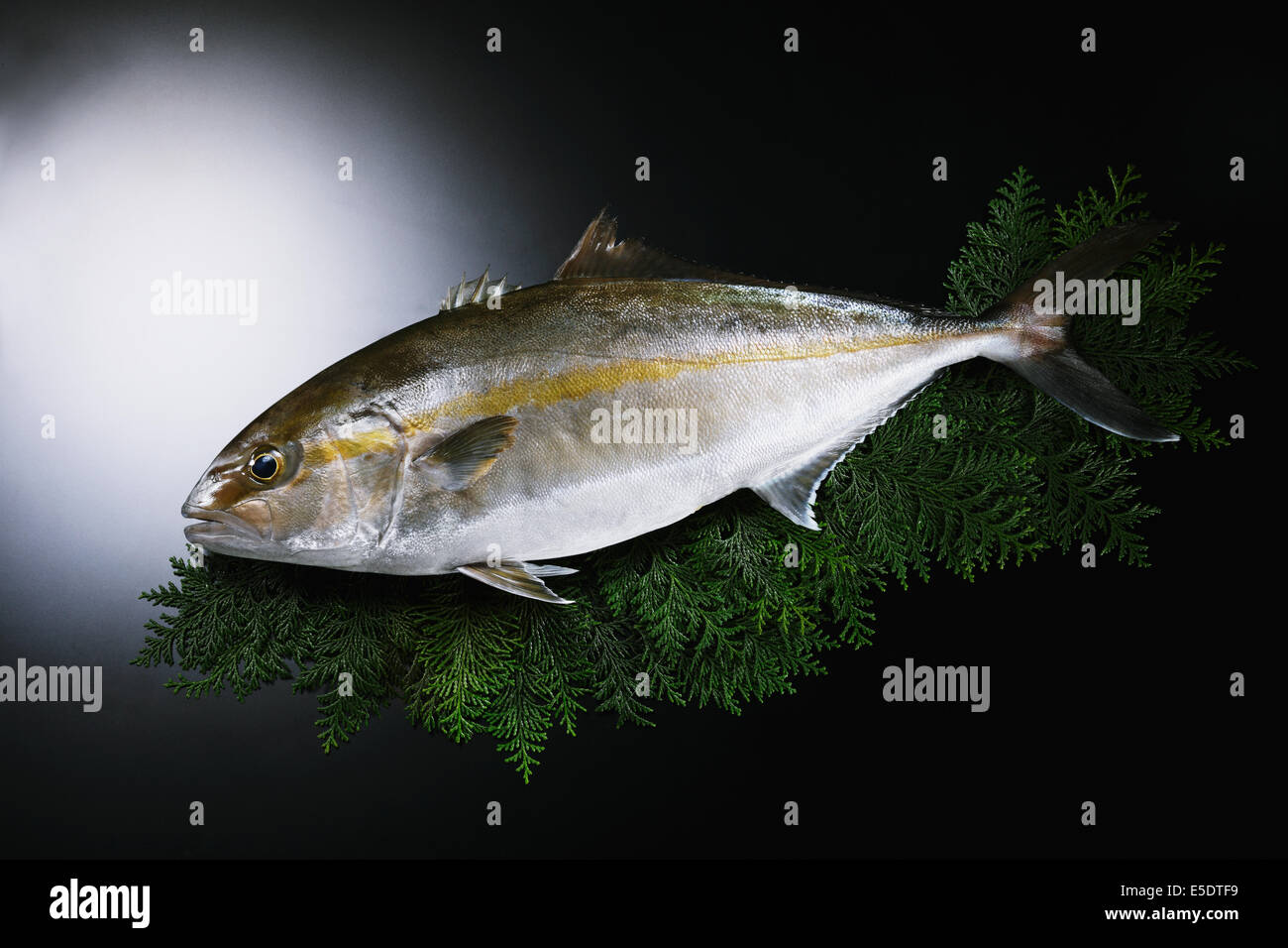 Greater amberjack hi-res stock photography and images - Alamy