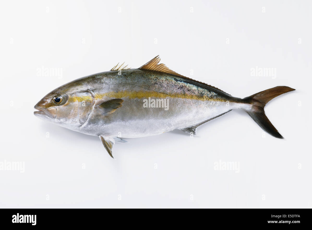 Amberjack hi-res stock photography and images - Alamy