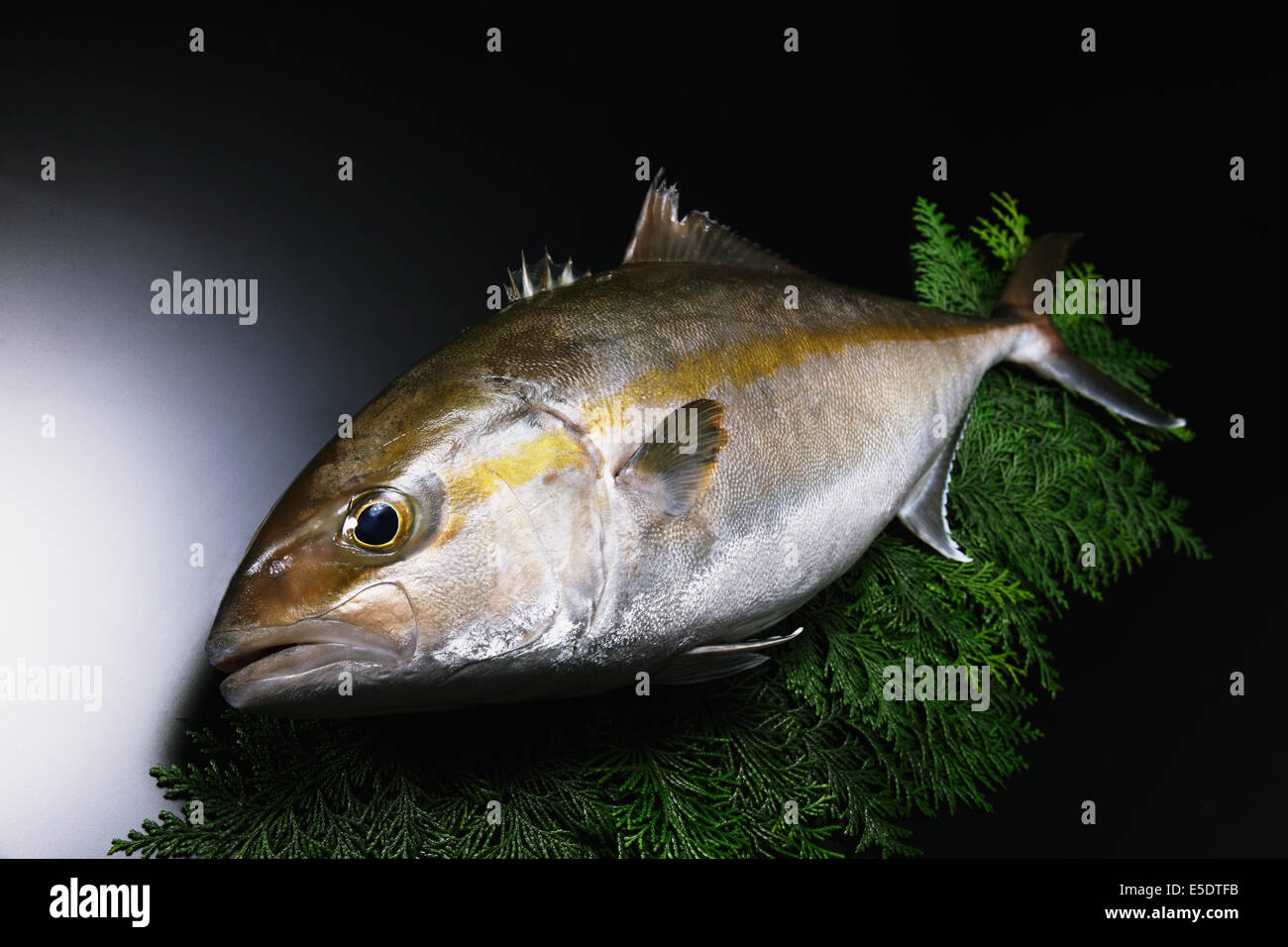 Greater amberjack hi-res stock photography and images - Alamy