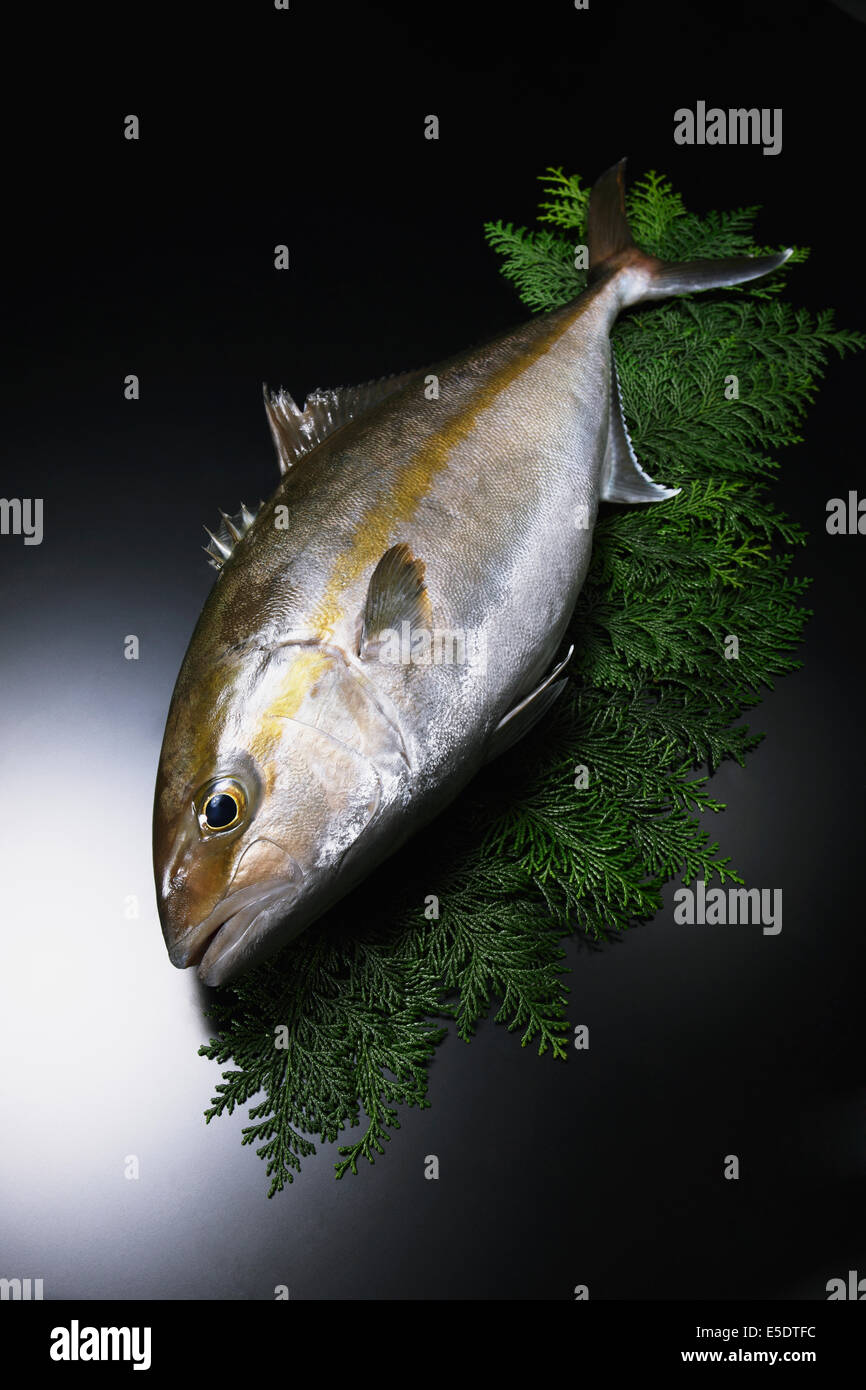 Greater amberjack hi-res stock photography and images - Alamy