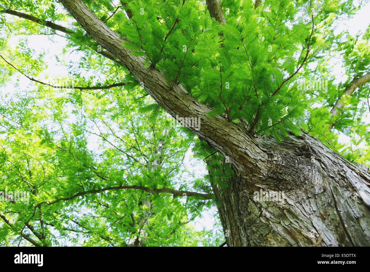Tree and green leaves Stock Photo - Alamy