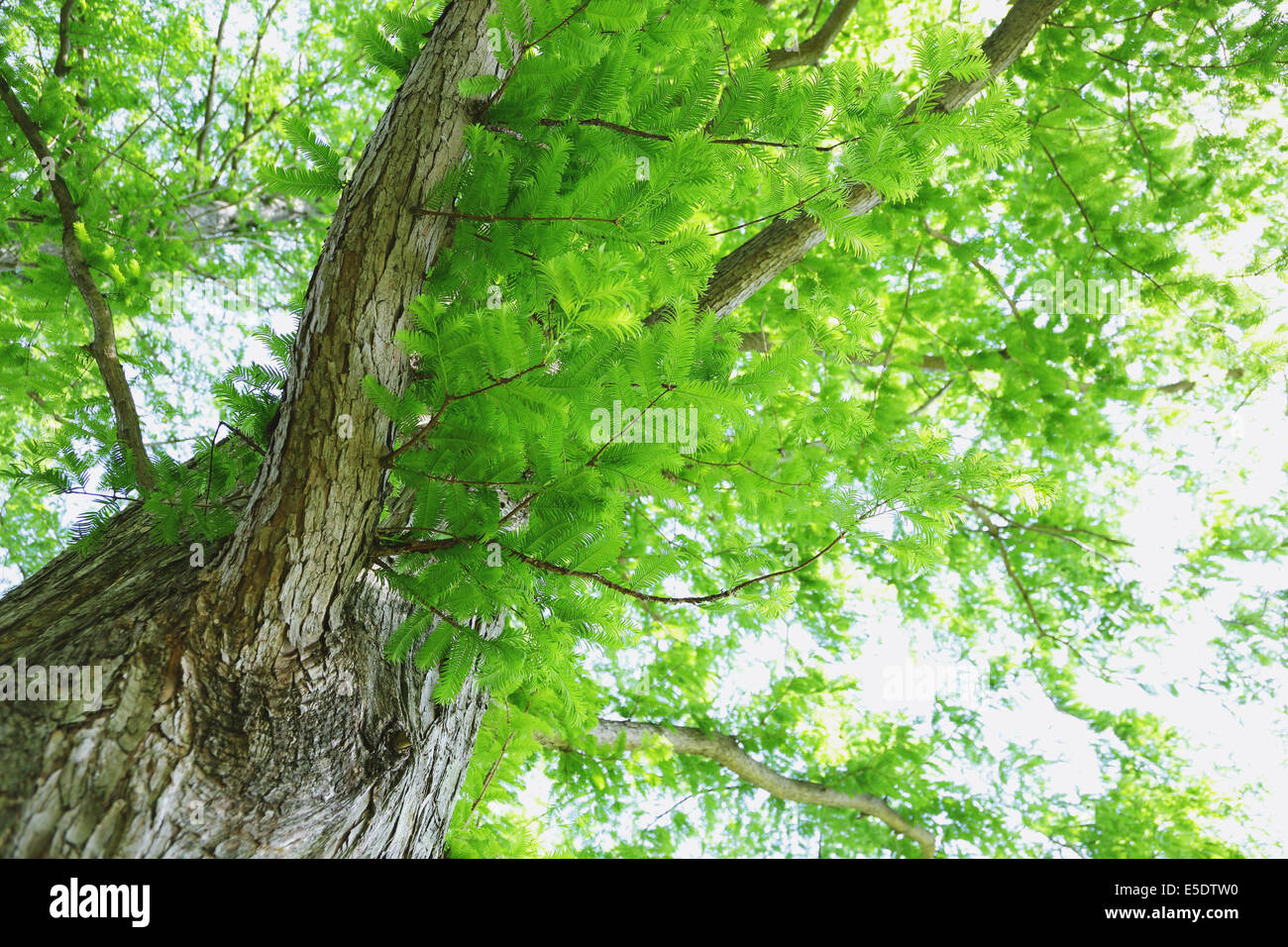 Tree and green leaves Stock Photo - Alamy