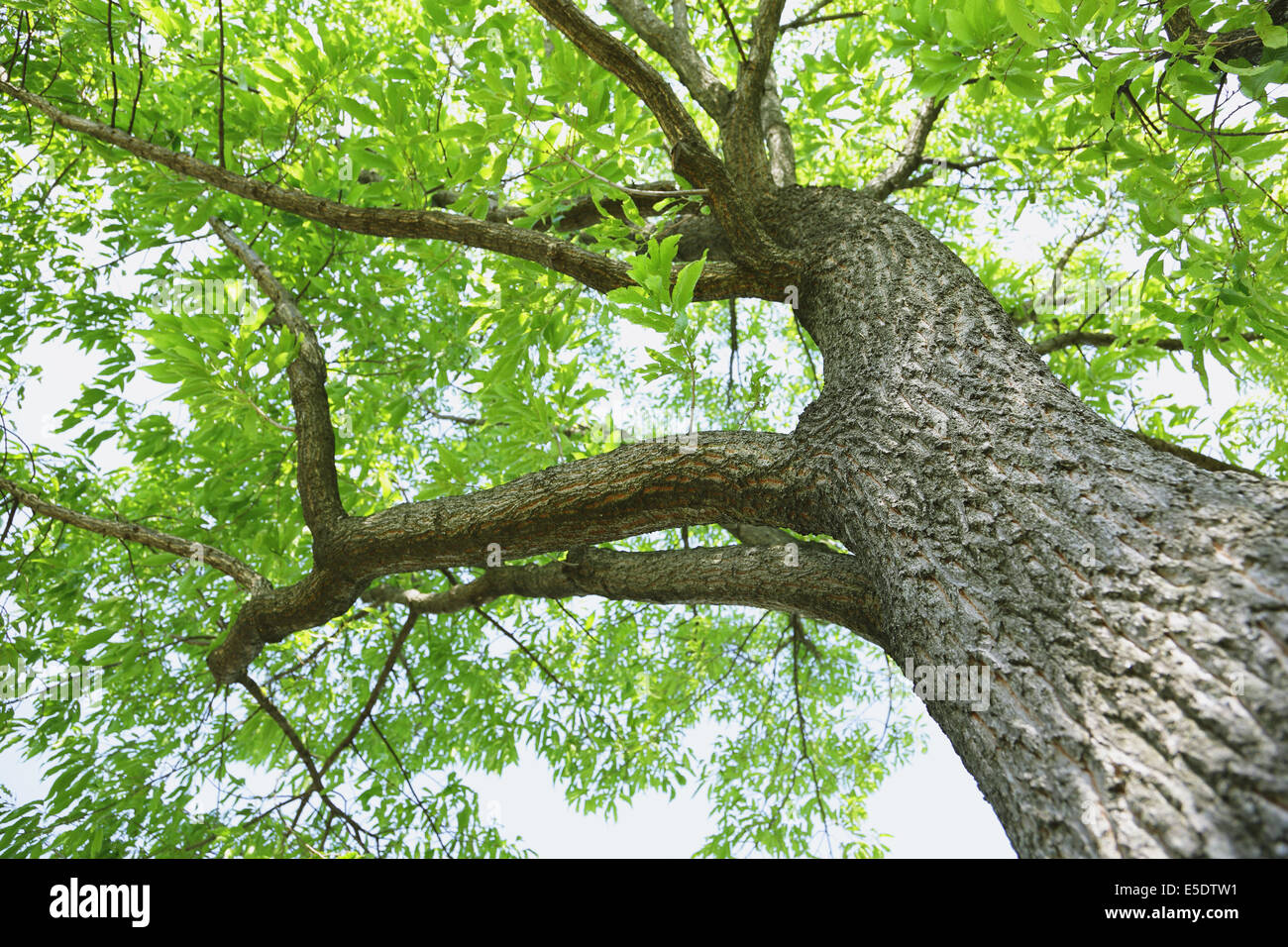 Tree and green leaves Stock Photo - Alamy