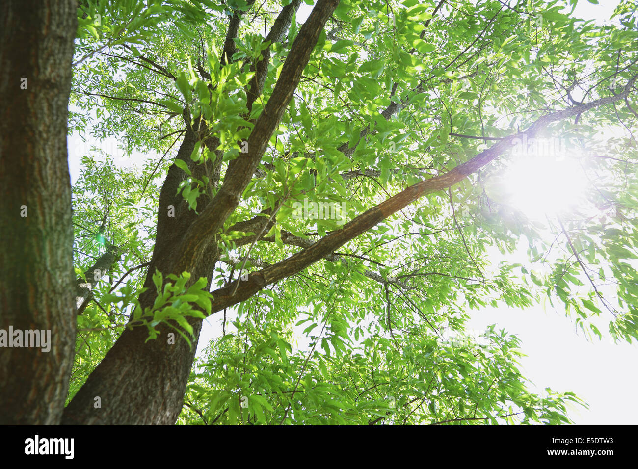 Tree and green leaves Stock Photo - Alamy