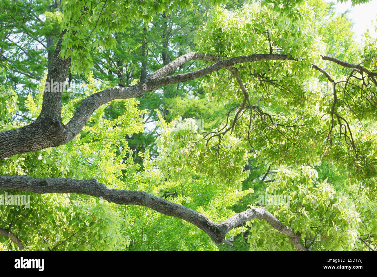 Tree and green leaves Stock Photo - Alamy