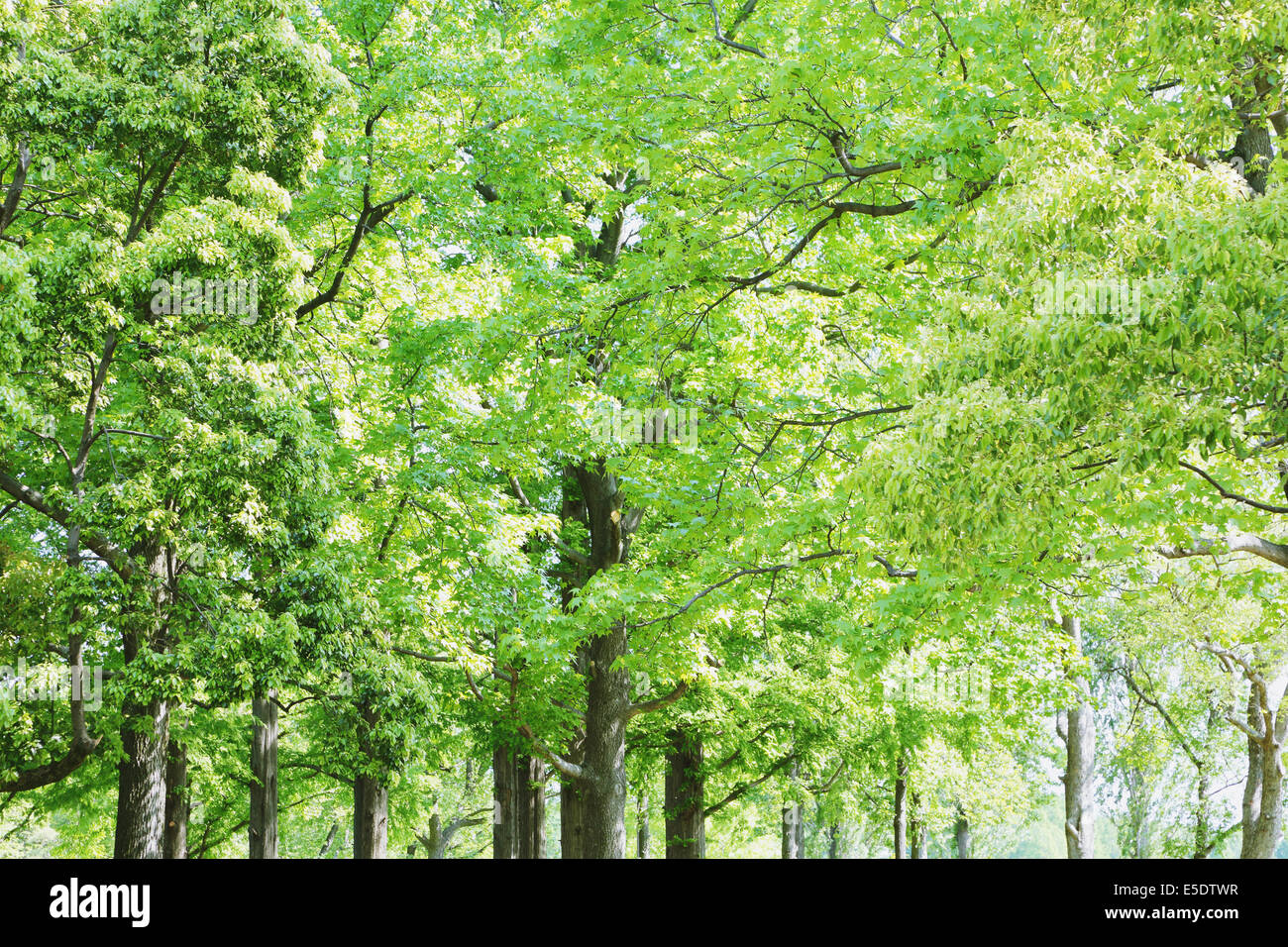Trees and greenery Stock Photo - Alamy