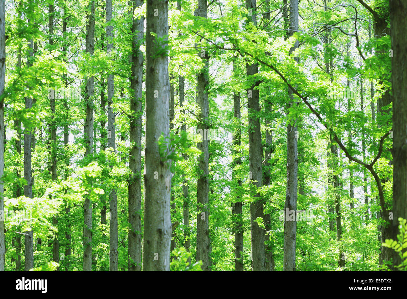 Trees and greenery Stock Photo - Alamy