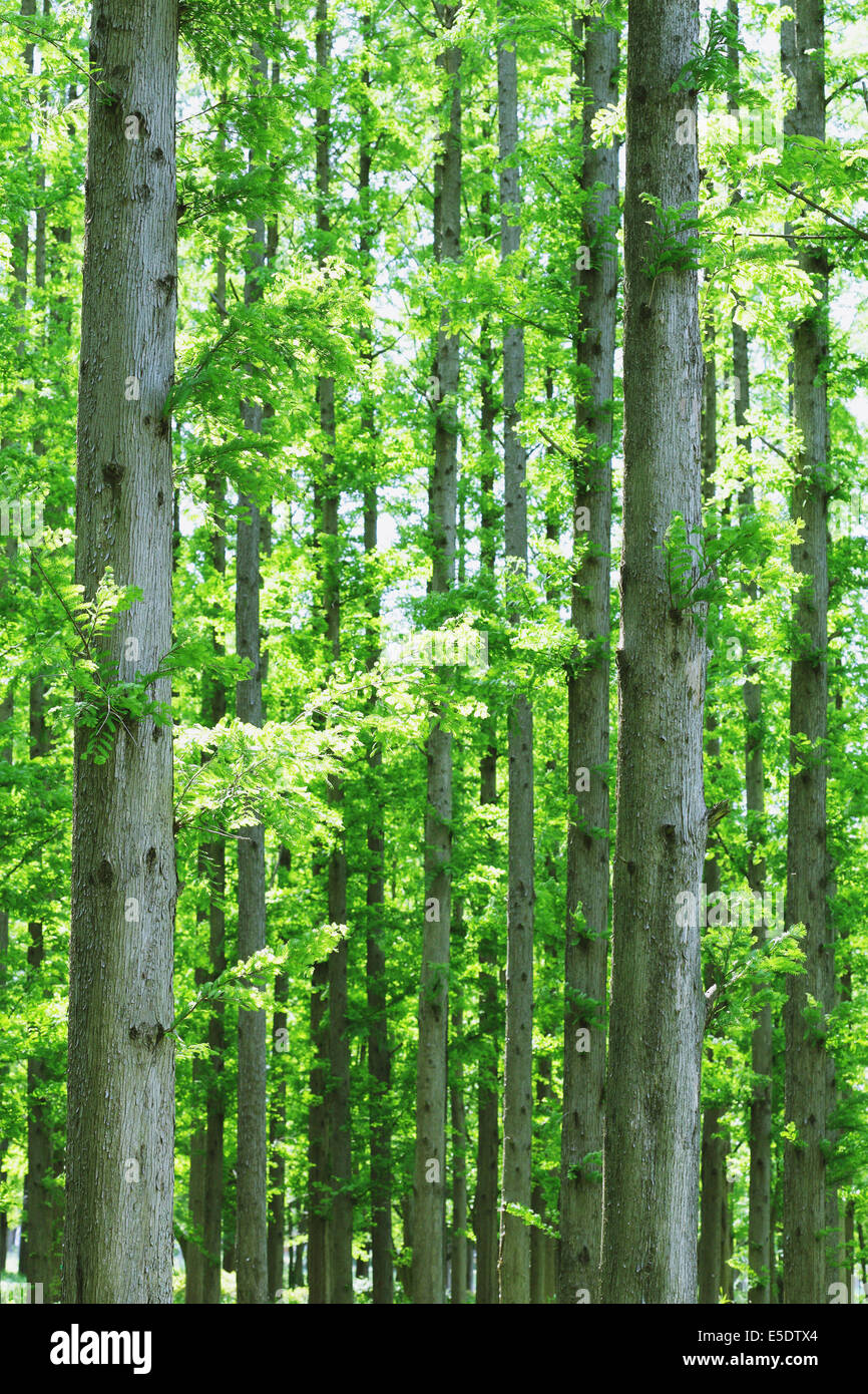 Trees and greenery Stock Photo - Alamy