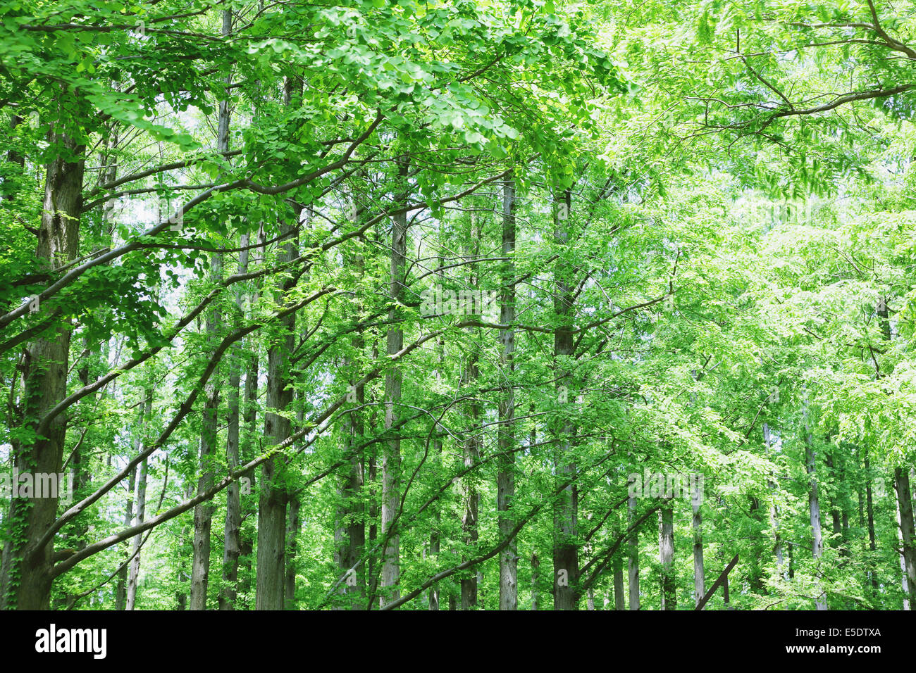 Trees and greenery Stock Photo - Alamy