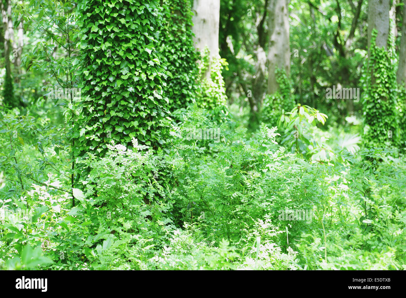 Trees and greenery Stock Photo - Alamy