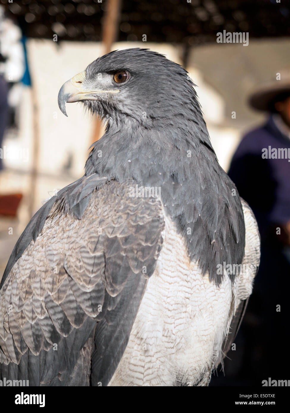 Eagle profile - Yanque, Peru Stock Photo - Alamy