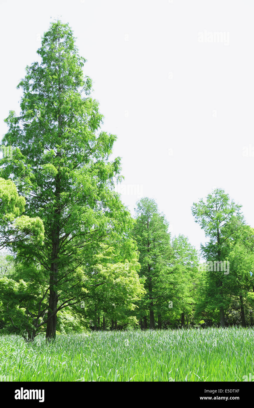 Trees and greenery Stock Photo - Alamy