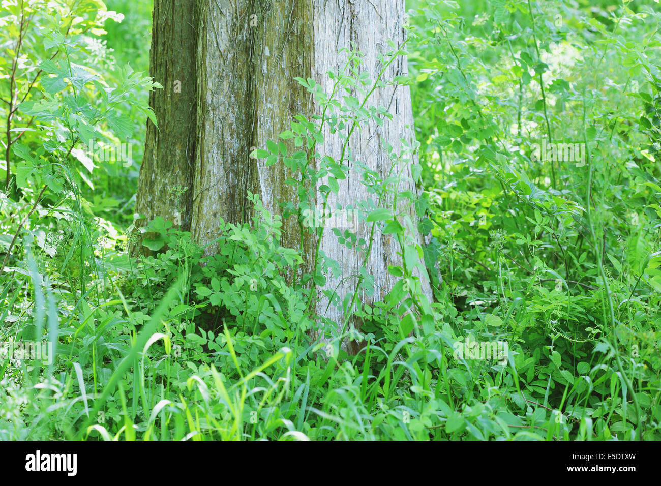 Tree and green leaves Stock Photo - Alamy