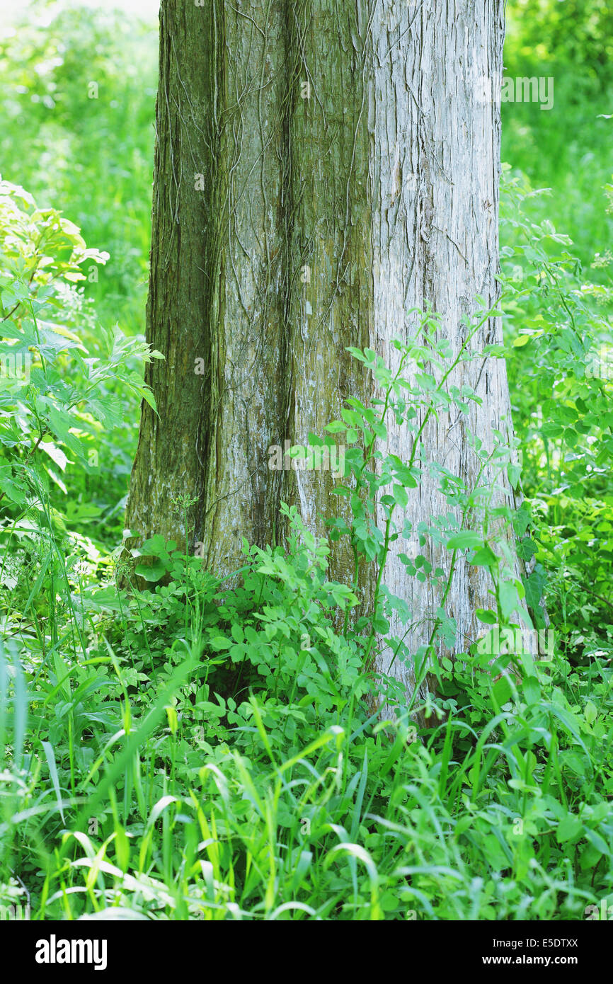 Tree and green leaves Stock Photo - Alamy