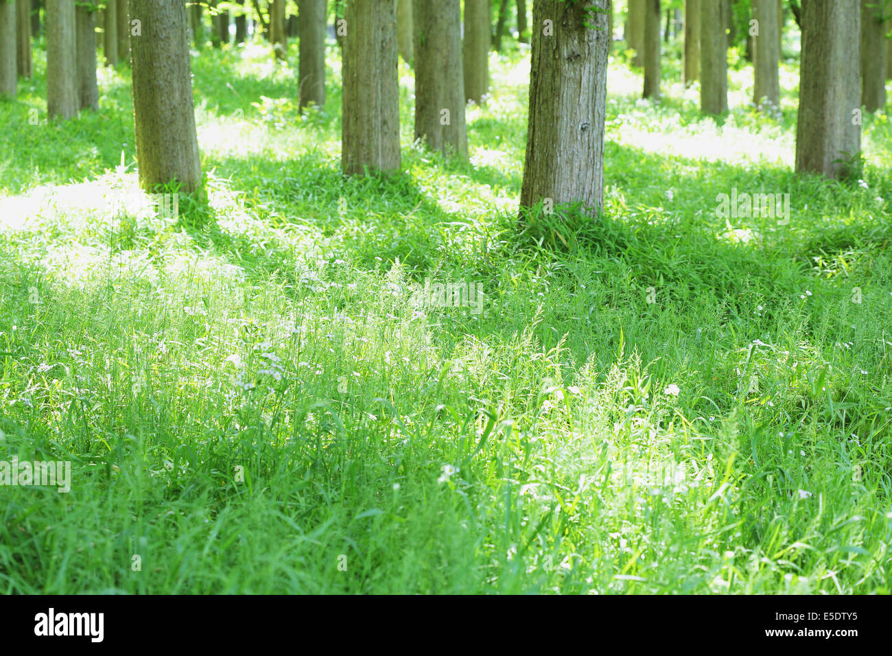 Trees and greenery Stock Photo - Alamy