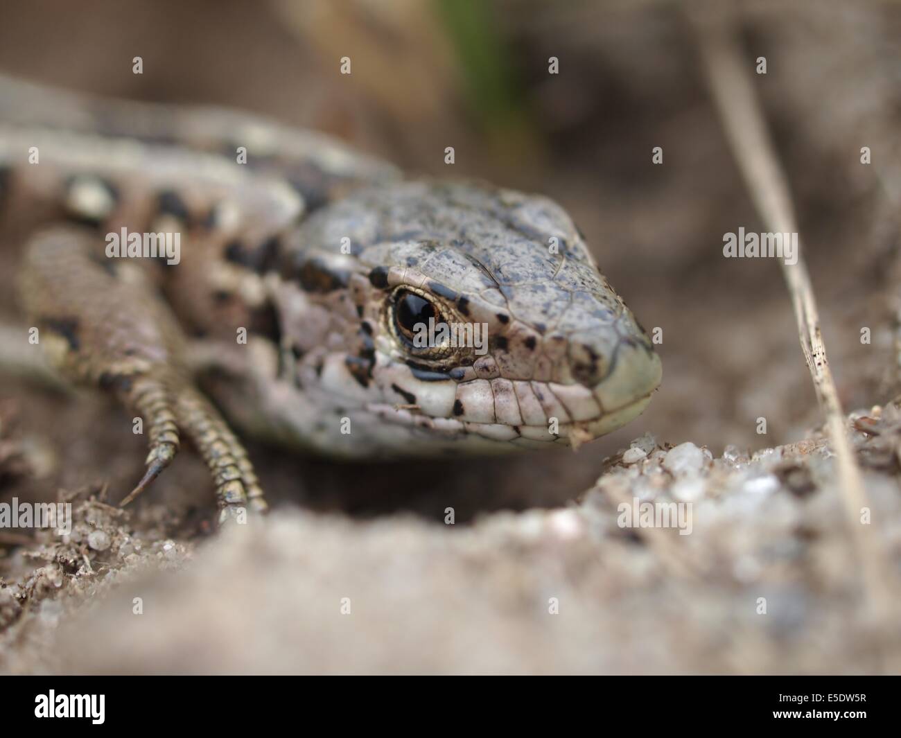Lizard wildlife sand hi-res stock photography and images - Alamy