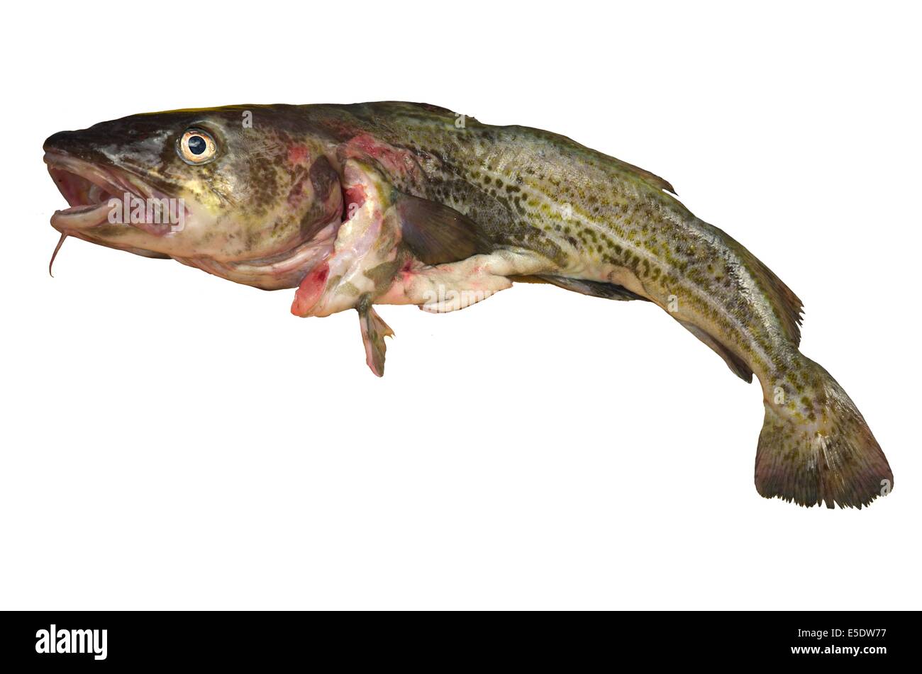 big cod fish on a white background Stock Photo - Alamy