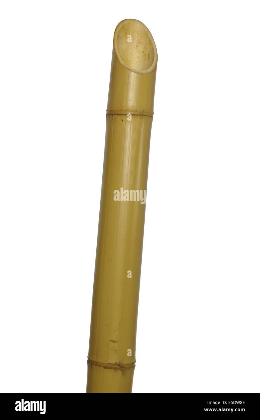 one yellow bamboo on white background Stock Photo - Alamy