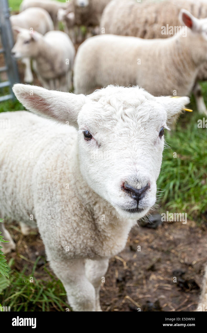 Lambs animal hi-res stock photography and images - Alamy
